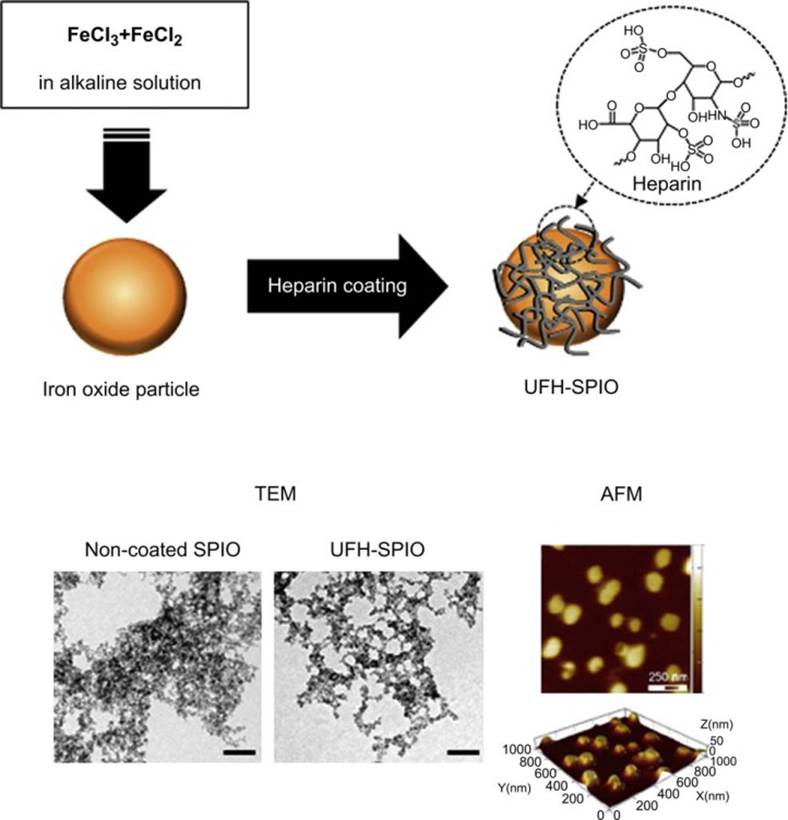 Superparamagnetic Iron Oxide Nanoparticles as MRI contrast agents for ...