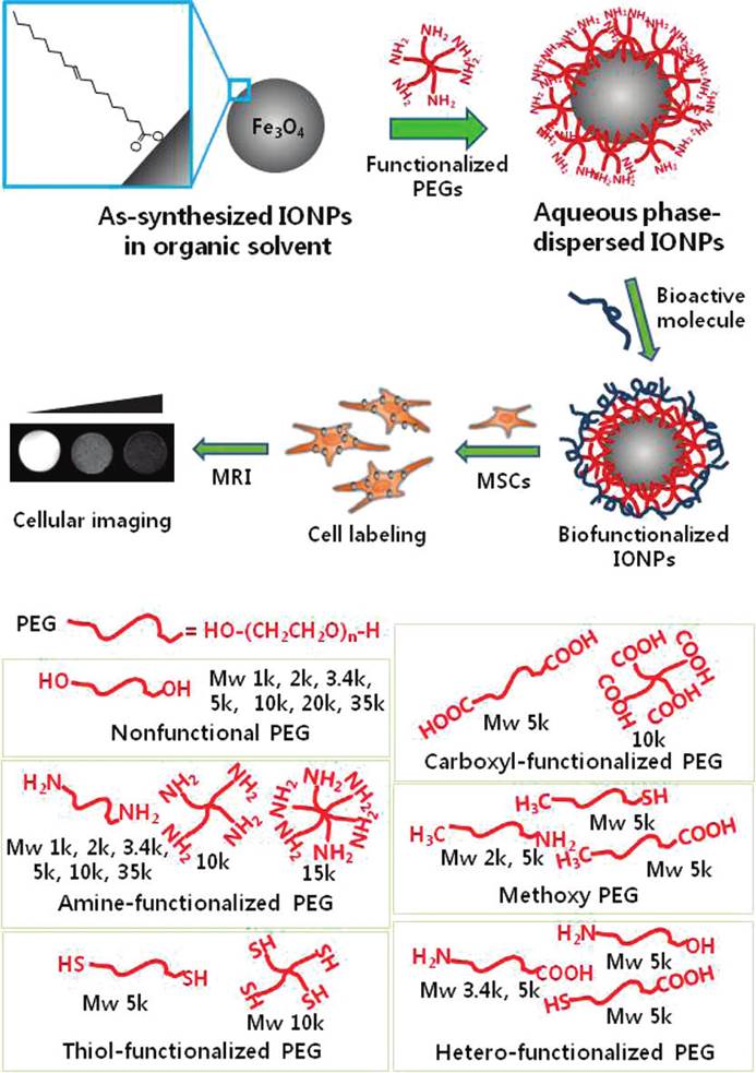 Superparamagnetic Iron Oxide Nanoparticles as MRI contrast agents for ...