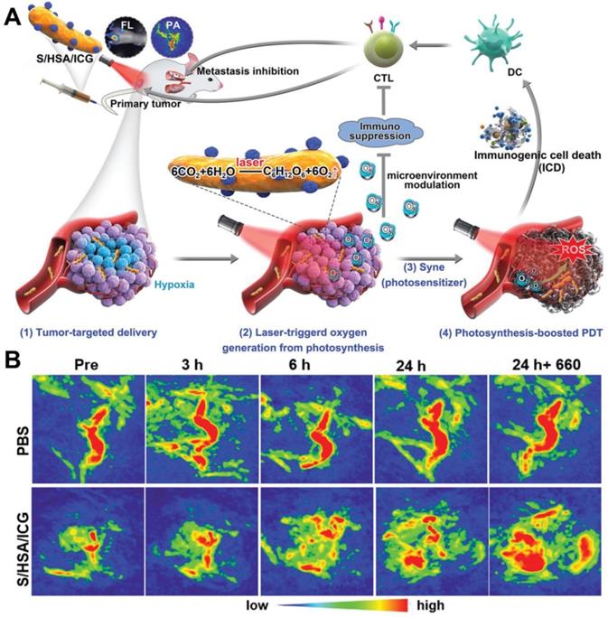 Recent advances in innovative strategies for enhanced cancer ...