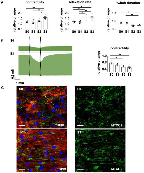 Progressive stretch enhances growth and maturation of 3D stem-cell ...