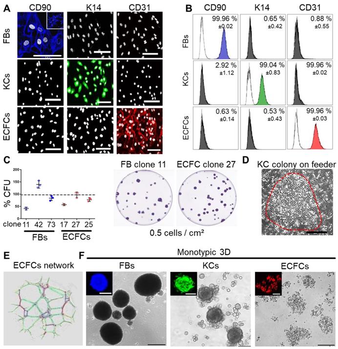 Self-assembly of differentiated progenitor cells facilitates spheroid ...