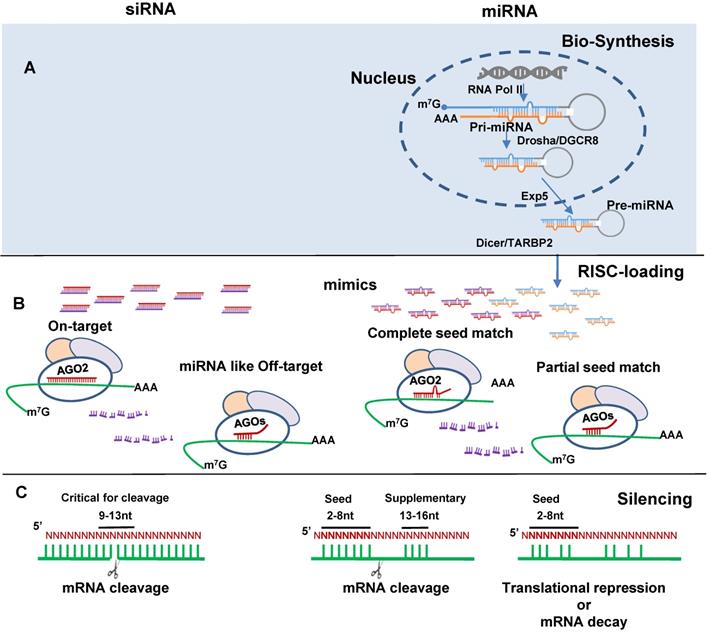 Effective tools for RNA-derived therapeutics: siRNA interference or ...