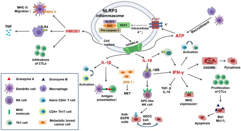Inflammation-related pyroptosis, a novel programmed cell death pathway ...