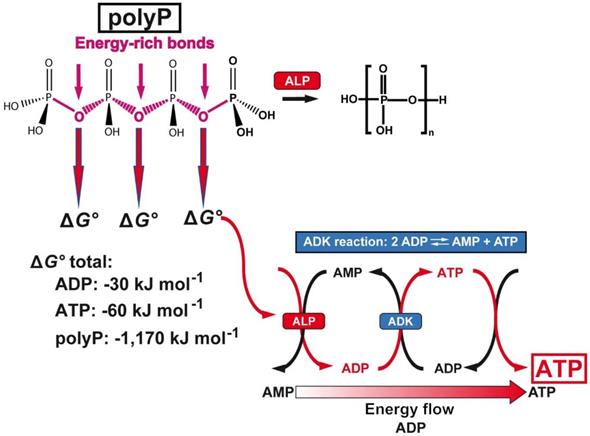 The therapeutic potential of inorganic polyphosphate: A versatile ...